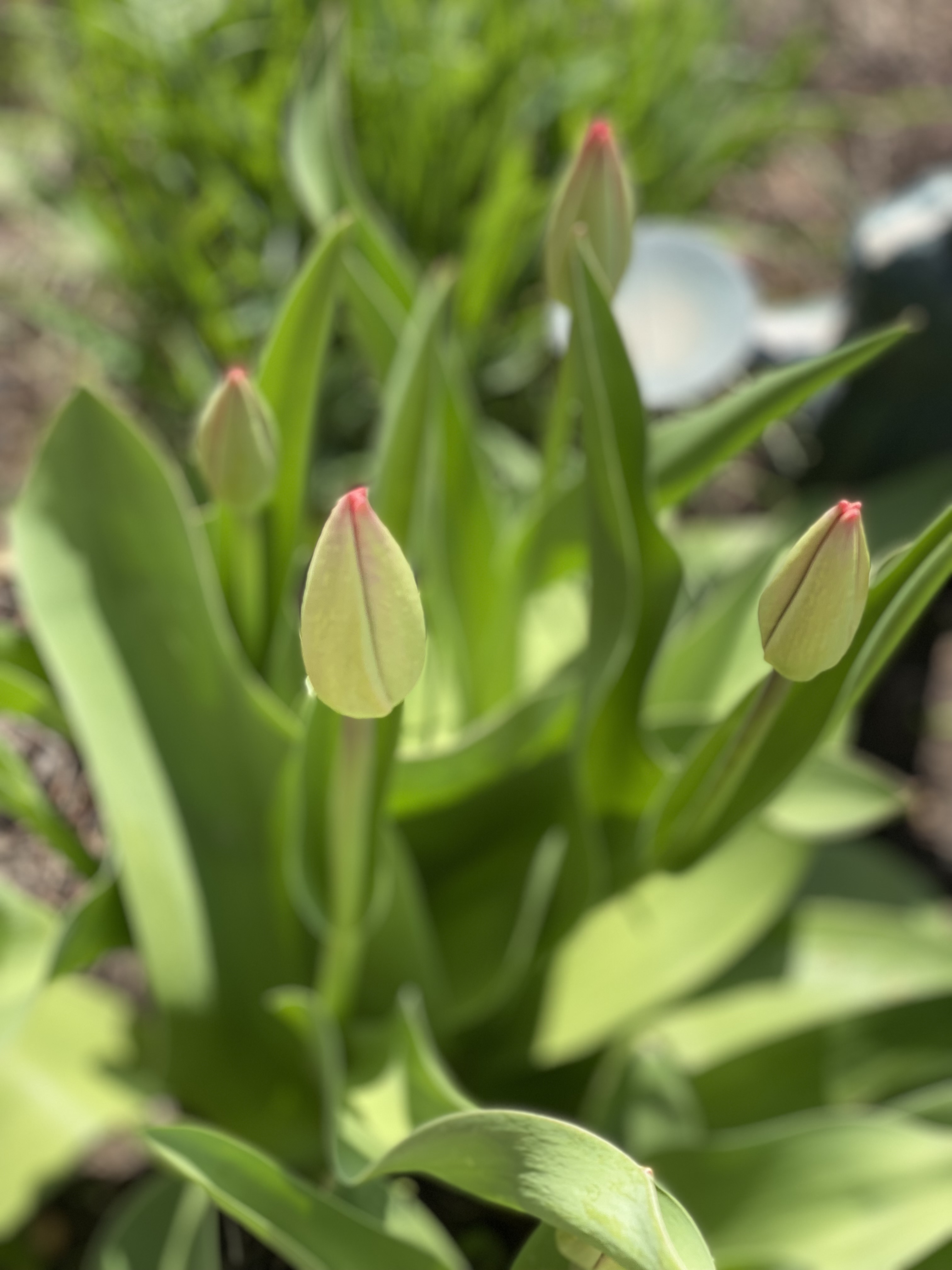 Holy Thursday | Eagle and Child Inkling